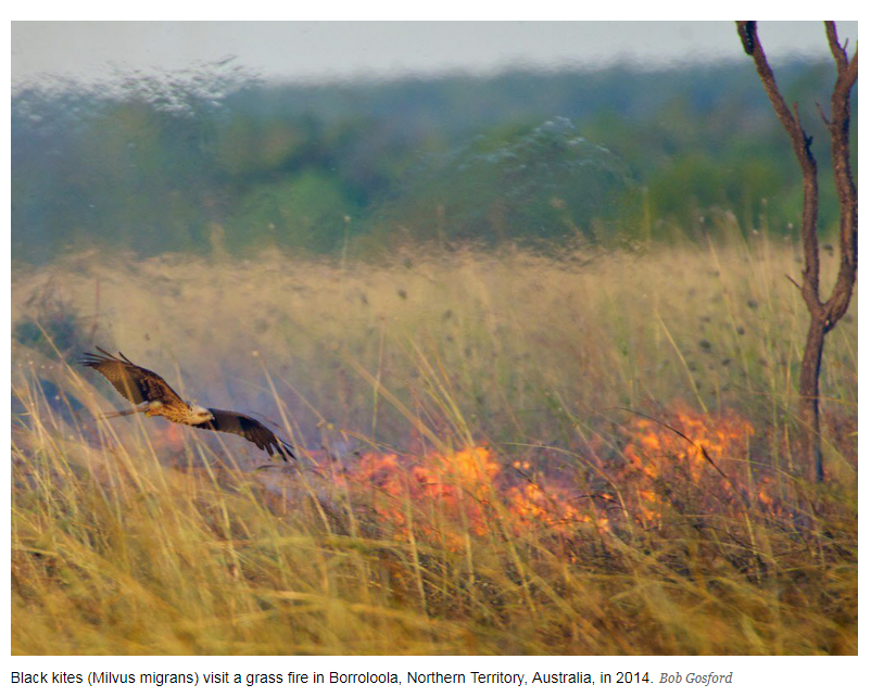 Birds Starting Fires Intentionally? (Science Publication) – Four Moves