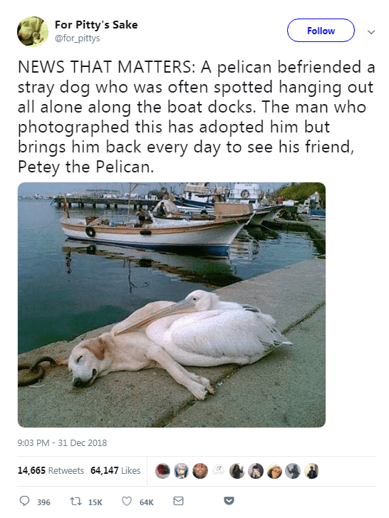 Dog and Pelican – Four Moves